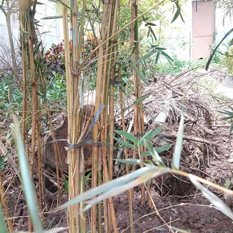 Jual Pohon Bambu Permadani Pohon Bambu Kuning Batang Kecil Di Seller ...