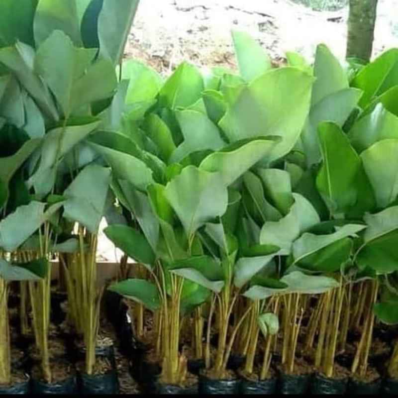 Jual Tanaman hias calathea - pohon pisang calathea di Seller Taman ...
