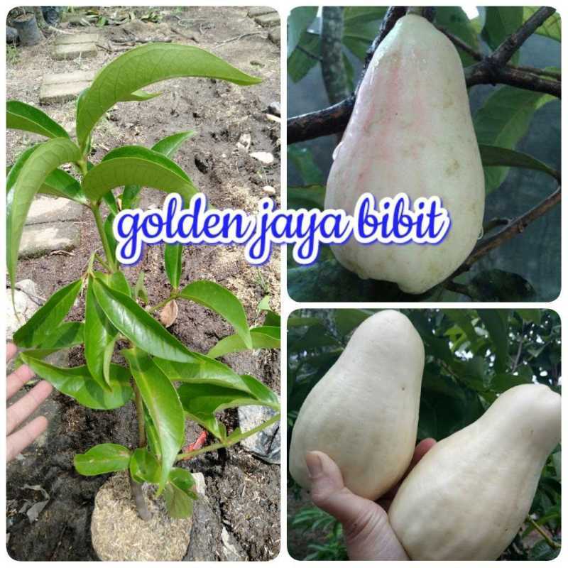 Jual Golden Jaya Bibit tanaman jambu Jamaika putih di Seller Golden ...