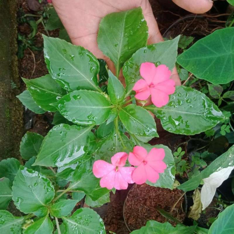 Jual Tanaman Hias Pacar Cina - Pohon Pacar 100 Pcs Di Seller Lutfi ...