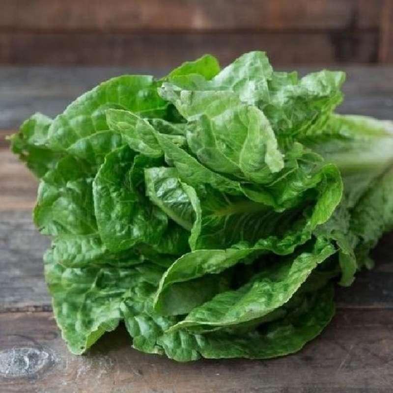 Jual Selada Romaine Lettuce Terdekat 🏷️ Harga Grosir Murah Terupdate ...