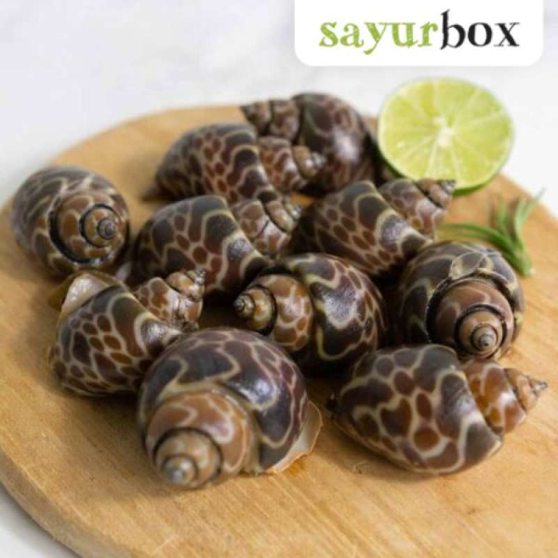 Jual Benoa Kerang Macan 500 gram Sayurbox - JKT di Seller Sayurbox ...