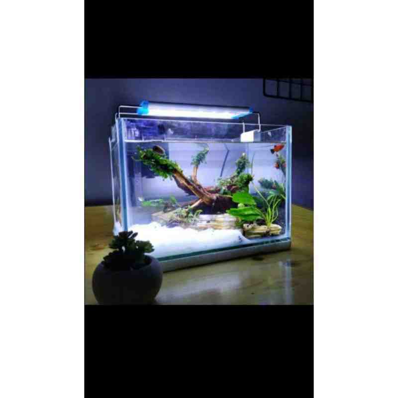 Harga Aquarium Kecil Minimalis / Aquarium Akuarium Ukuran 30 X 15 X 19 ...
