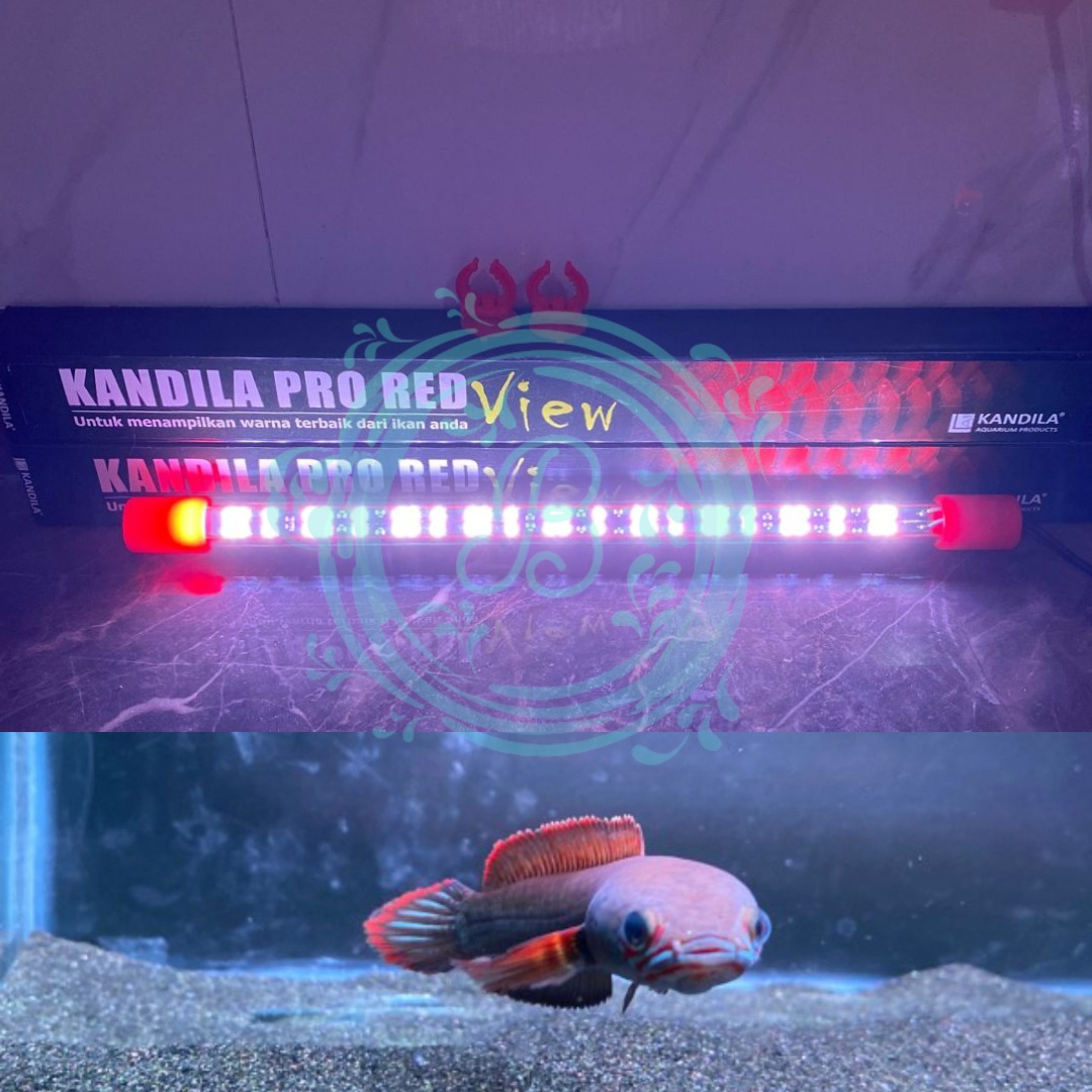 Jual LED Tanning Kandila Pro Red View 400 Lampu Arwana Koki Aquarium di ...