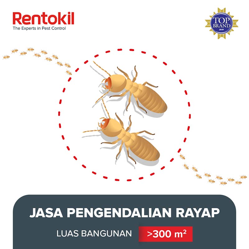 Jual Rentokil Indonesia Jasa Pengendalian Rayap Oleh Rentokil [luas ...