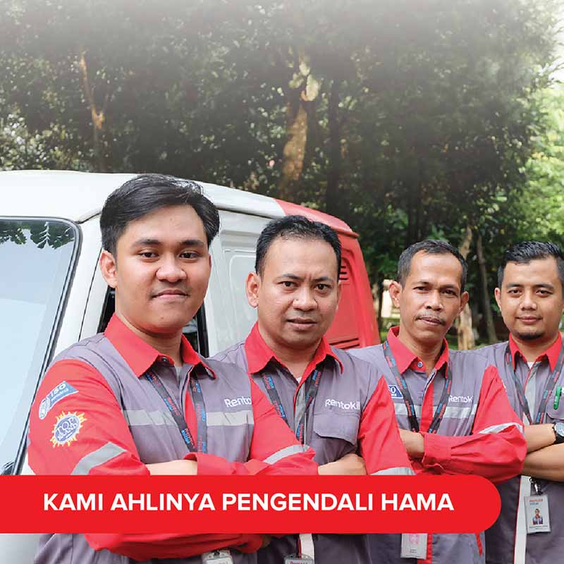 Jual Rentokil Indonesia Jasa Pengendalian Rayap Oleh Rentokil [luas ...