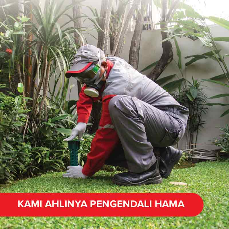 Jual Rentokil Indonesia Jasa Pengendalian Rayap Oleh Rentokil [luas ...