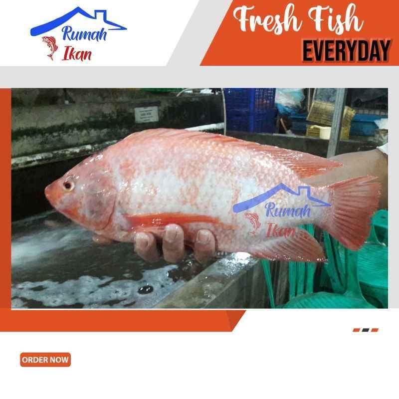 Jual Ikan Nila Hidup Segar Fresh 1kg Halal di Seller Rumah Ikan Segar ...