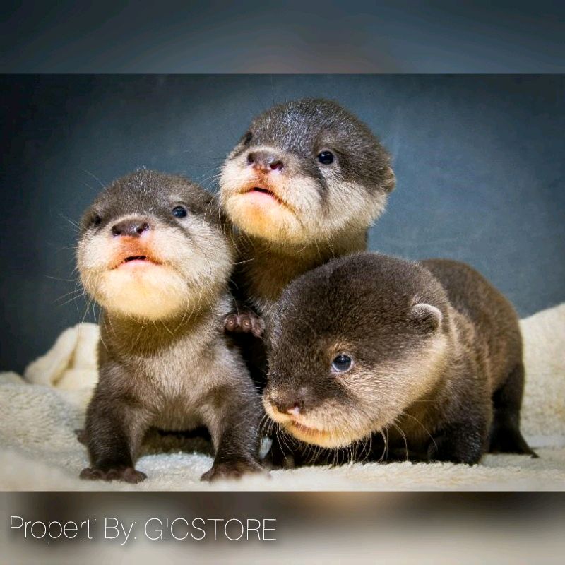 Promo Baby Otter Berang Berang Mata Sudah Melek Lucu Sehat Gemuk Cocok ...