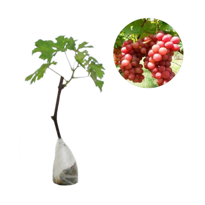 Jual Bibit Tanaman Murah Anggur Red Caroline [Pulau Jawa] di Seller ...