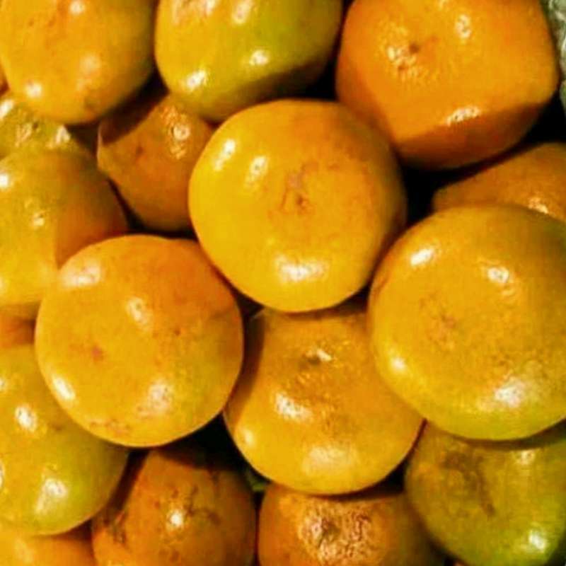 Jual Jeruk Medan/ Jeruk Brastagi Buah Segar Ibaza fruitsBOX - 1 kg Buah ...