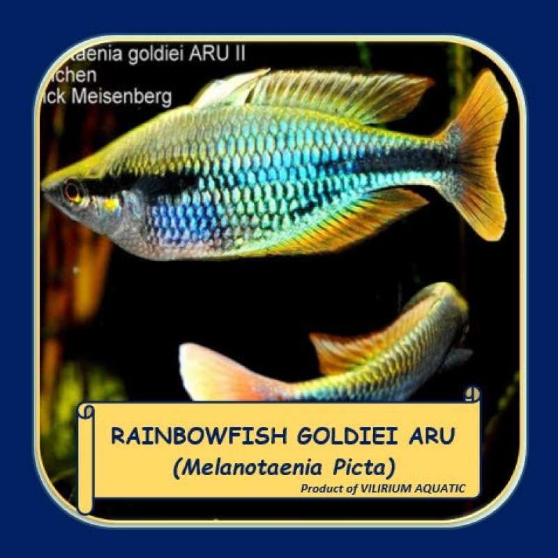 Promo IKAN HIAS AIR TAWAR - GOLDIEI ARU RAINBOWFISH / MELANOTAENIA ...