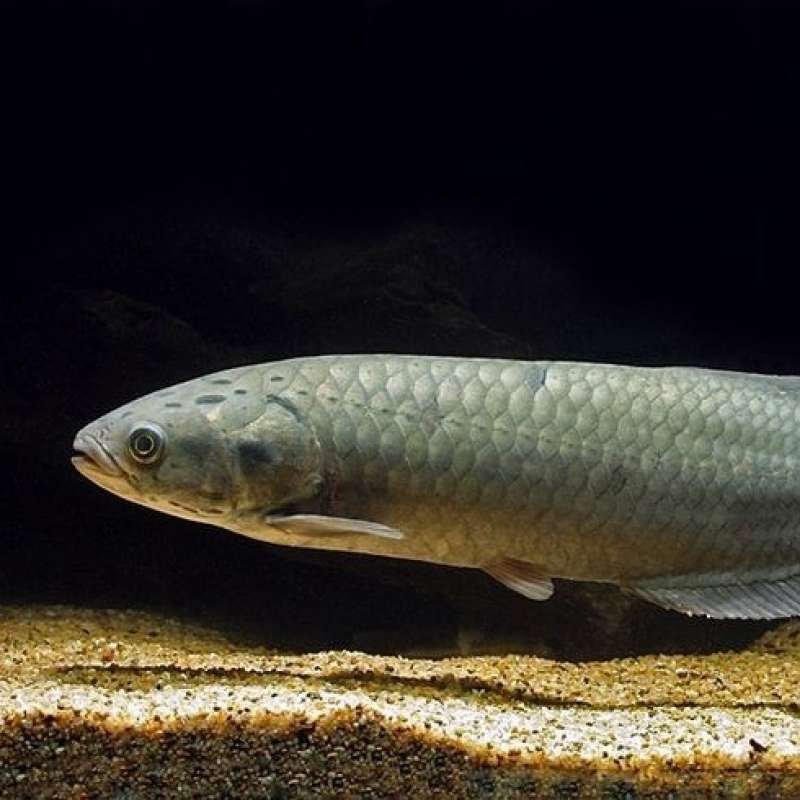 Promo Ikan Arwana Nile African Arowana Big Size Tankmate Ikan Predator ...