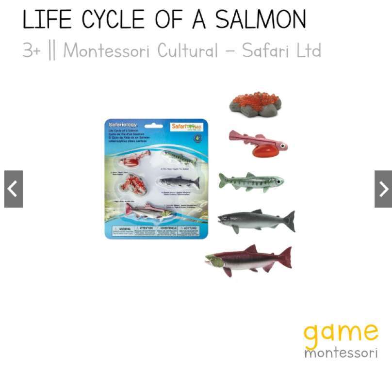 Jual Safari Ltd Life Cycle of Salmon di Seller GAME Montessori - GAME ...