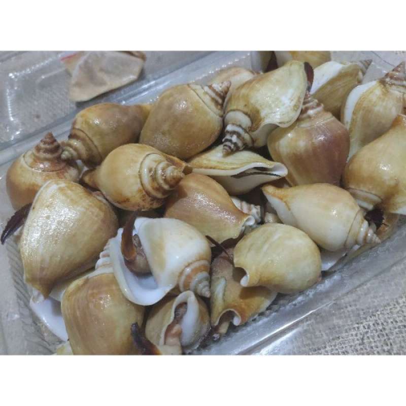 Jual Siput Gonggong Segar Berkualitas - 1 Kilogram Di Seller Juragan ...