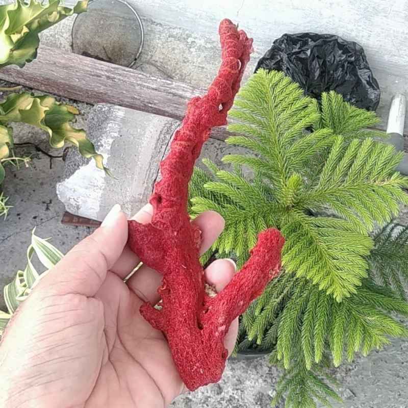 Jual Batu Merah Marjan Asli Model Terbaru - Harga Promo Mei 2024 | Blibli