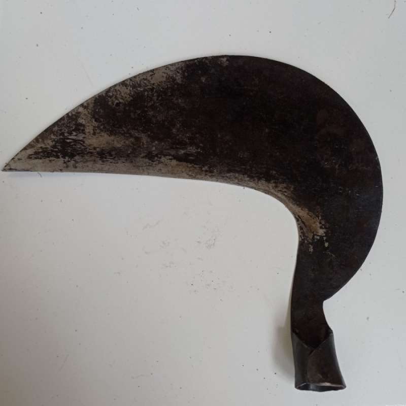 Jual arit rumput endang besar di Seller sasptr - Tegal Alur-2, Kota ...