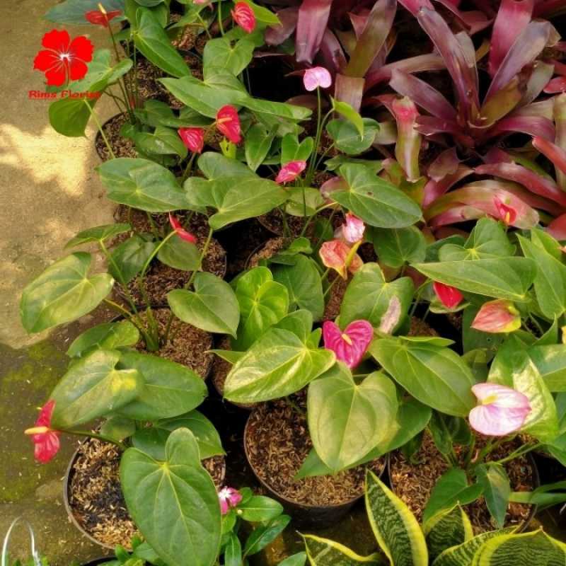 Promo Tanaman Anthurium Andraeanum Bunga/Anthurium Flamingo Bunga ...