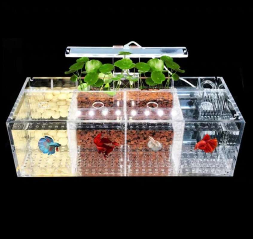 Promo Breeding Box Isolation Ikan Guppy Molly Kotak Aquarium Box Diskon ...