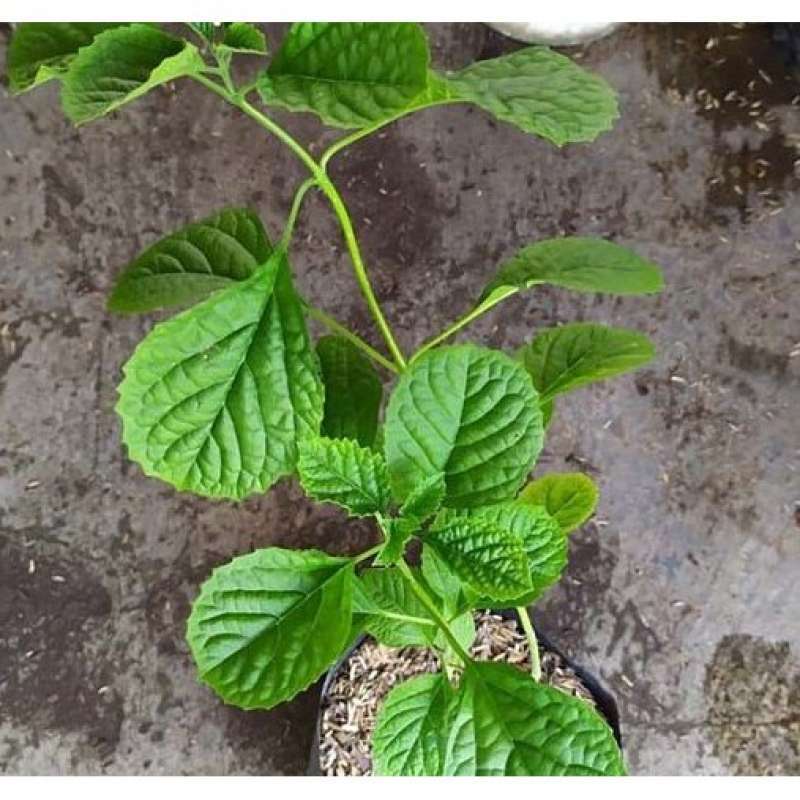 Jual Tanaman Obat Gempur Batu Keji Beling di Seller tokobibitid ...