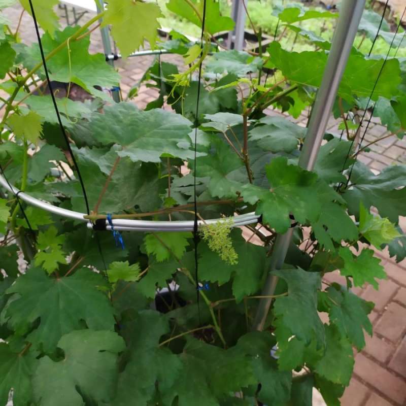 Jual Tiang Rambatan Tanaman Anggur Tabulampot Alumunium 150cm Di Seller ...