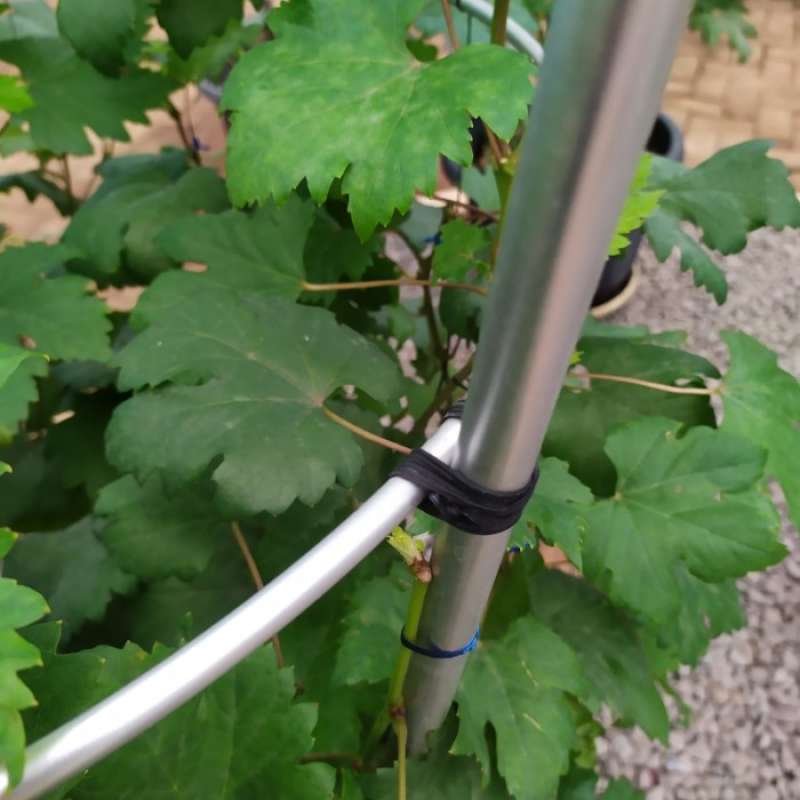 Jual Tiang Rambatan Tanaman Anggur Tabulampot Alumunium 150cm Di Seller ...
