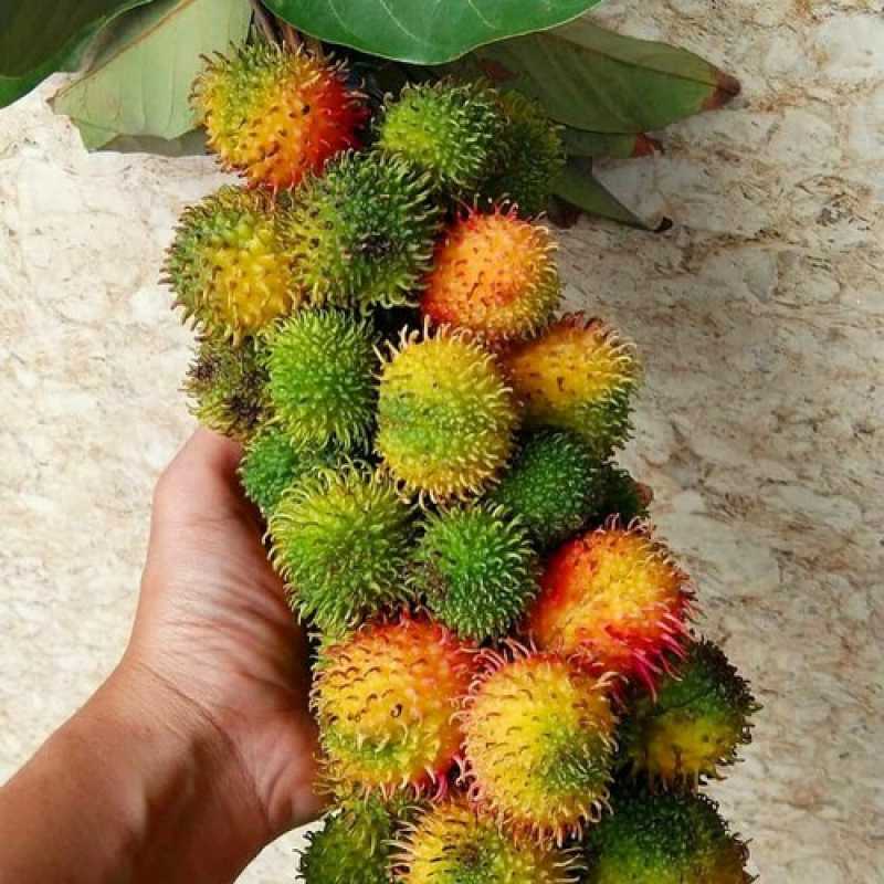 Pohon Rambutan Rapiah