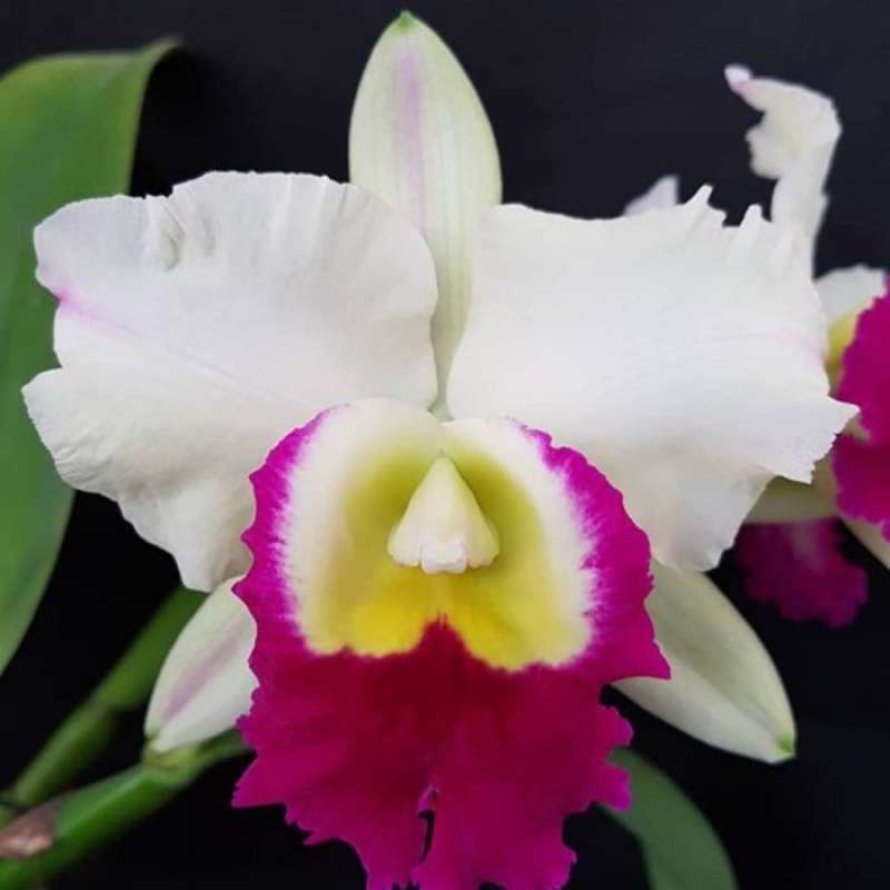 Promo Cattleya Blc. Enn Joy Dewasa Diskon 23% Di Seller Teman Perabotan ...