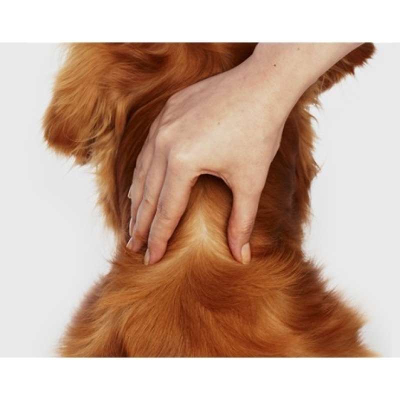 Promo Obat kutu Anjing - Frontline Plus Dogs Puppies Up to 10Kg (1 ...