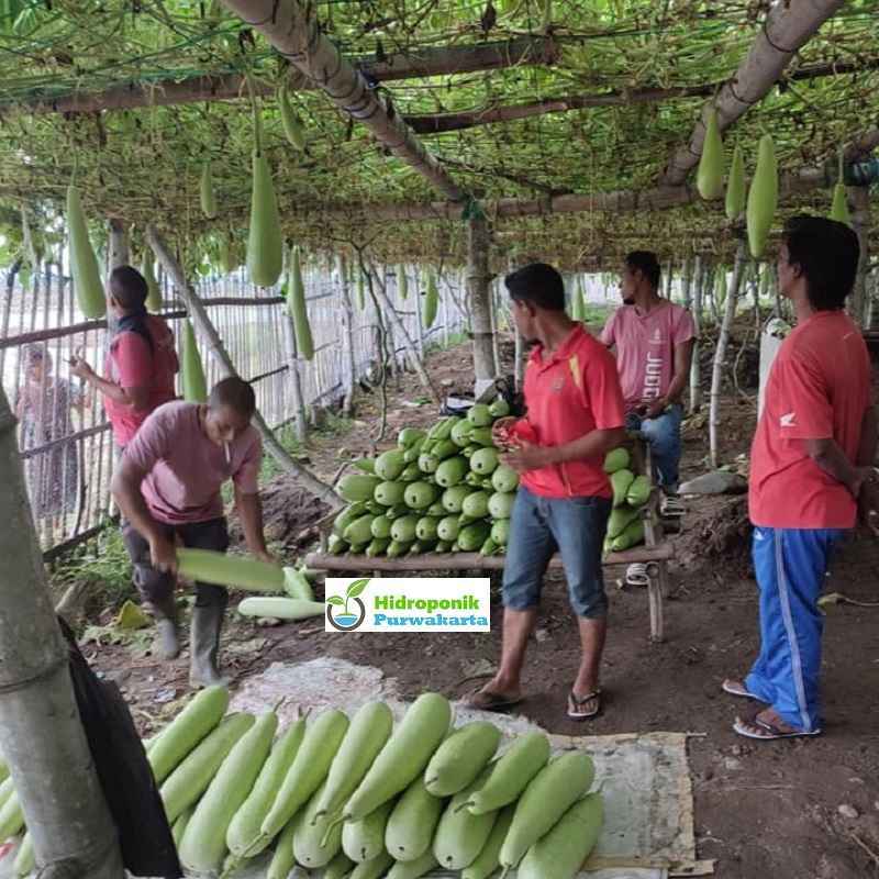 Jual Benih Labu Air MANISA 10 Gram Cap Bintang Asia PT Benih Citra Asia ...
