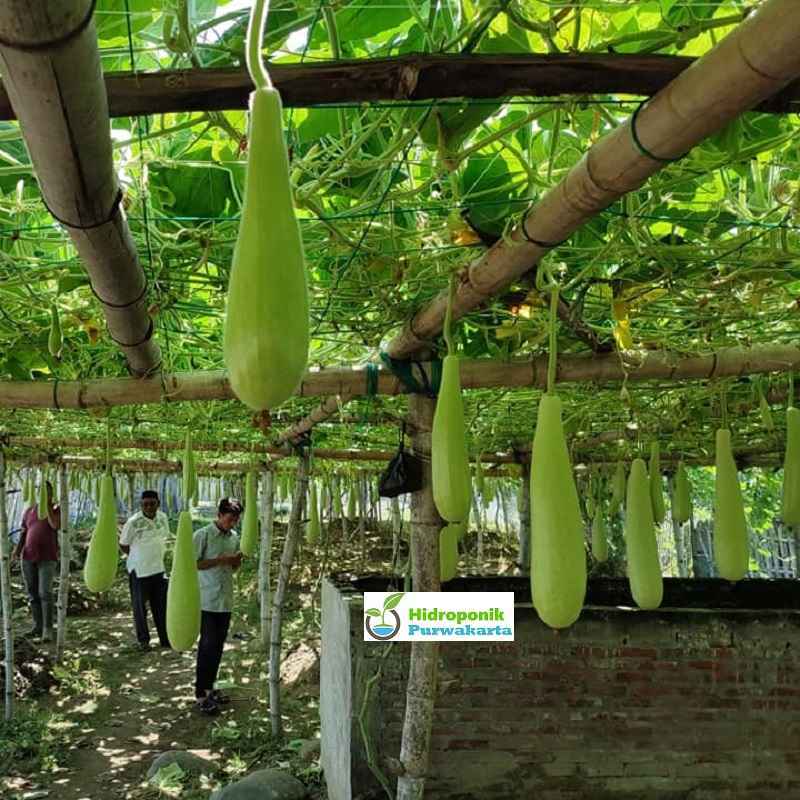 Jual Benih Labu Air MANISA 10 Gram Cap Bintang Asia PT Benih Citra Asia ...