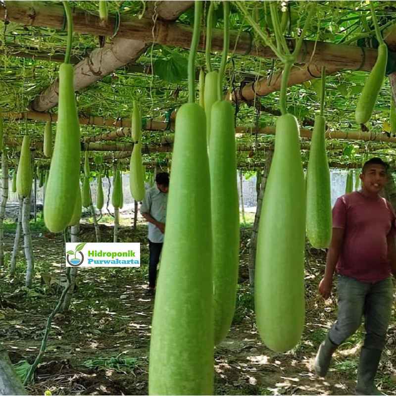 Jual Benih Labu Air MANISA 10 Gram Cap Bintang Asia PT Benih Citra Asia ...