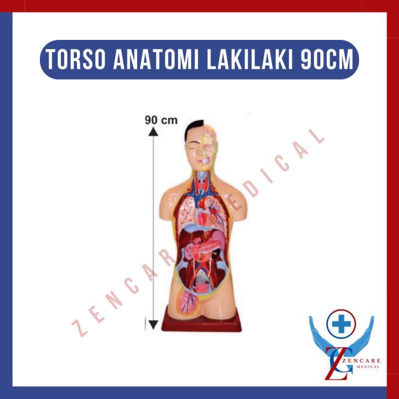 Jual Torso Anatomi Manusia Laki-Laki ( Setengah Badan 90 Cm ) di Seller ...