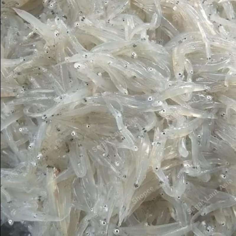 Jual Ikan Teri Nasi Basah Segar / Teri Medan Cocok untuk MPASI - 500 di ...