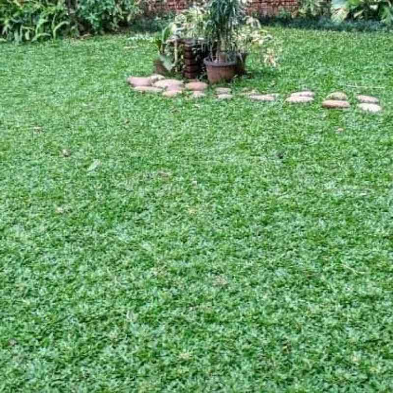 Promo Tanaman Rumput Gajah Mini - Rumput Gajah Mini Diskon 50% Di ...