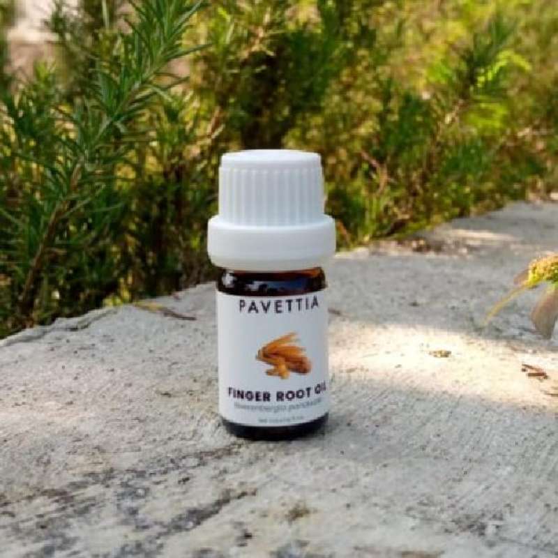 Jual 5 Ml Sampel- Minyak Temukunci / Fingerroot Oil (boesenbergia ...