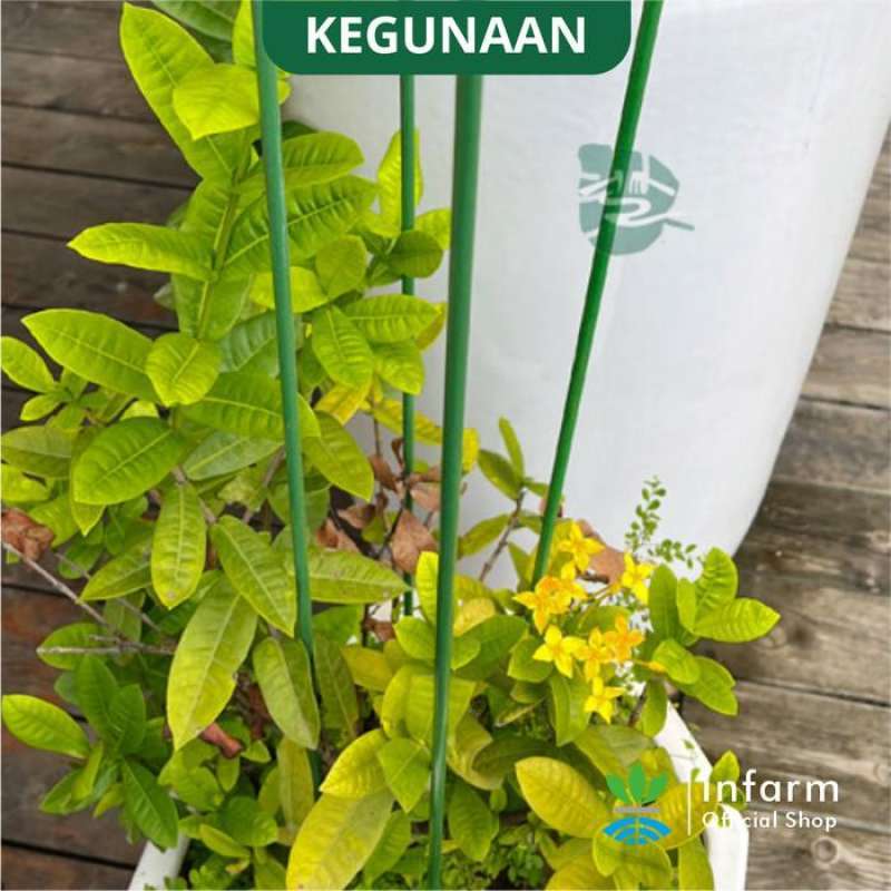 Jual Infarm - Ajir Tongkat Penyangga Tanaman Rambat Ukuran 75 Cm Anti ...
