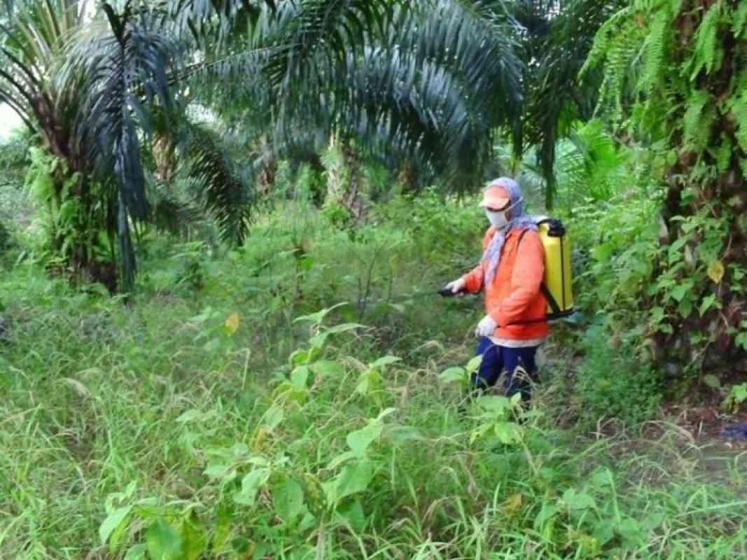 Promo Roundup Herbisida Racun Pembasmi Rumput Liar Kap.1 Liter Diskon ...