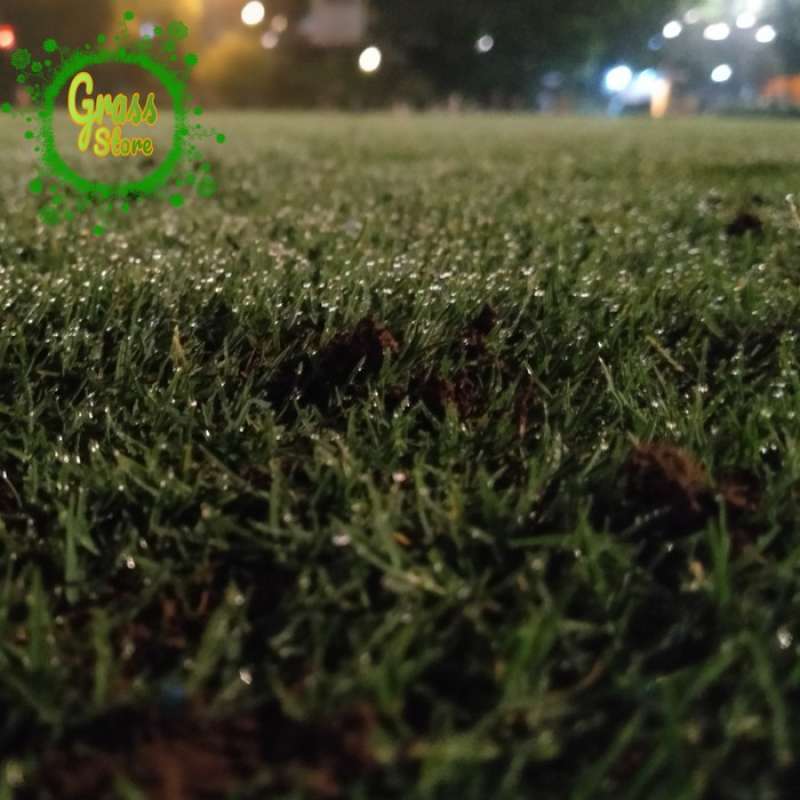 Promo Bibit Rumput/benih Rumput Bermuda Scotts Grass Seed Kemasan 5lbs ...