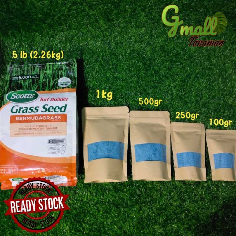 Promo Bibit Rumput/benih Rumput Bermuda Scotts Grass Seed Kemasan 5lbs ...