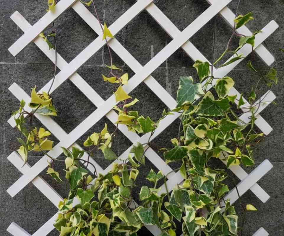 Jual Expanding Trellis 50 X 100 Cm Kayu Rambatan Garden Climbing Tembok ...