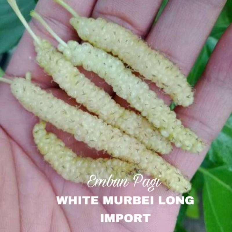 Jual Bibit White Murbei Long Import Jaminan Kevalitan Jenis Di Seller ...