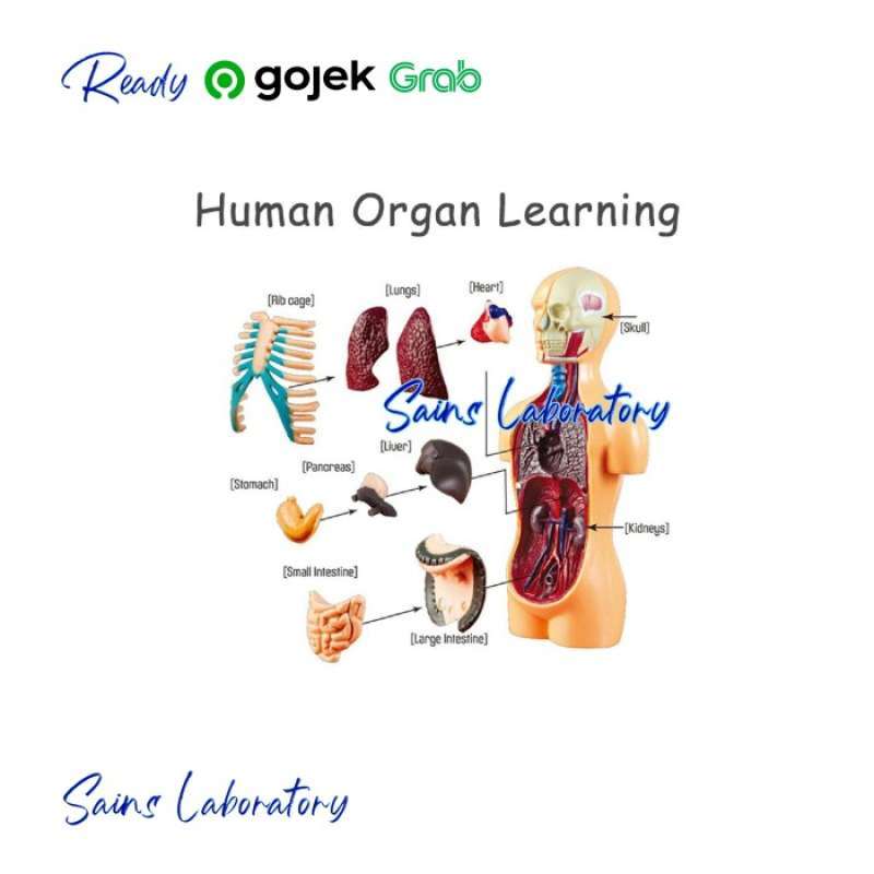 Jual Model Torso Dwifunsi Manusia Setengah Tubuh Human Body Anatomy ...