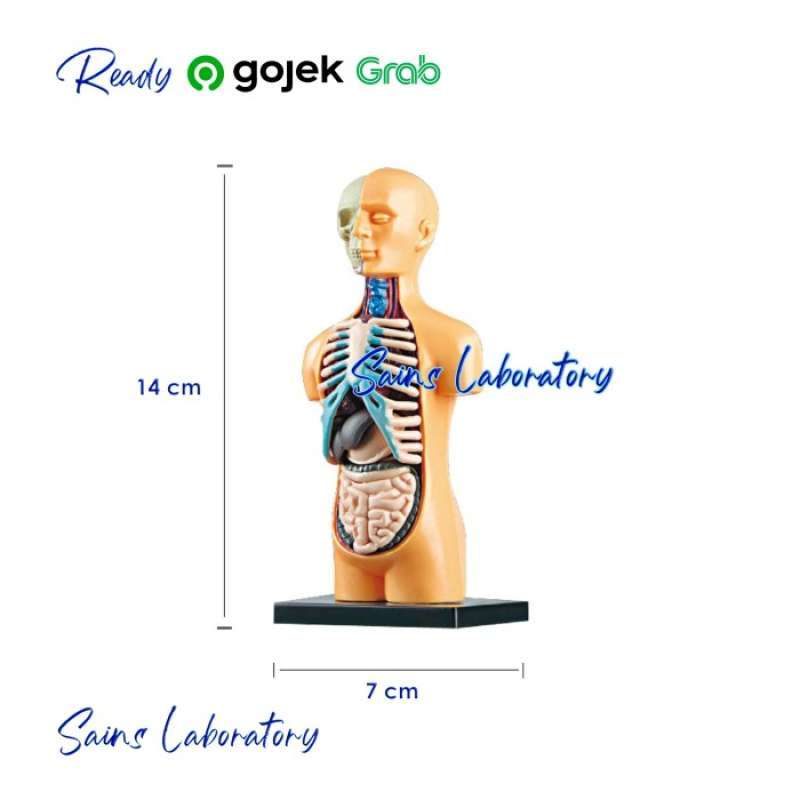 Jual Model Torso Dwifunsi Manusia Setengah Tubuh Human Body Anatomy ...