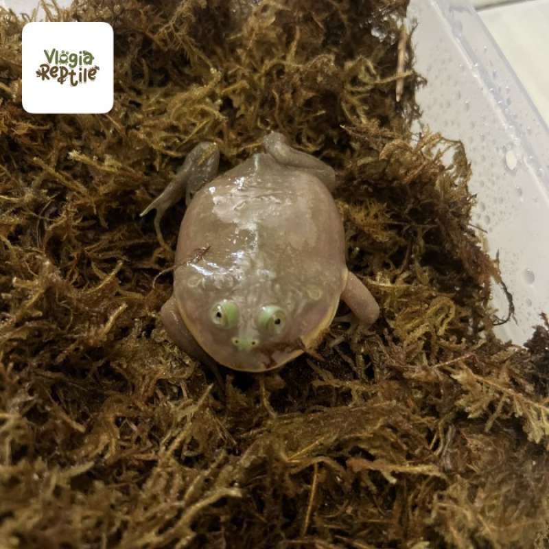 Jual Kodok Budget Frog Freddy Krueger Rare Garansi Full Bukan Pacman ...