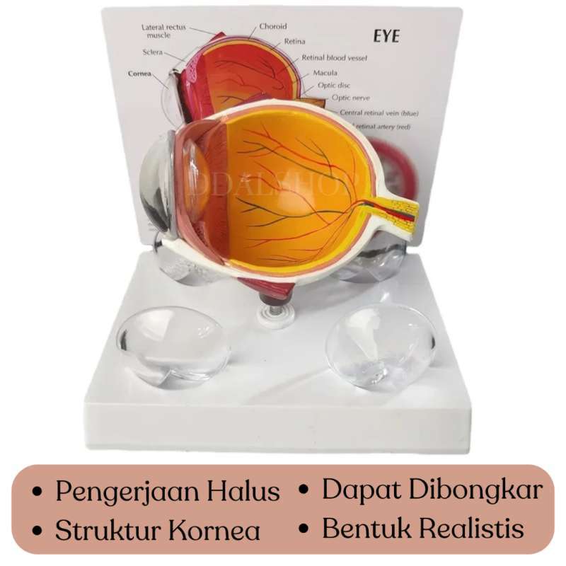 Jual Alat Peraga Model Anatomi Bola Mata Manusia Cornea Human Anatomy ...