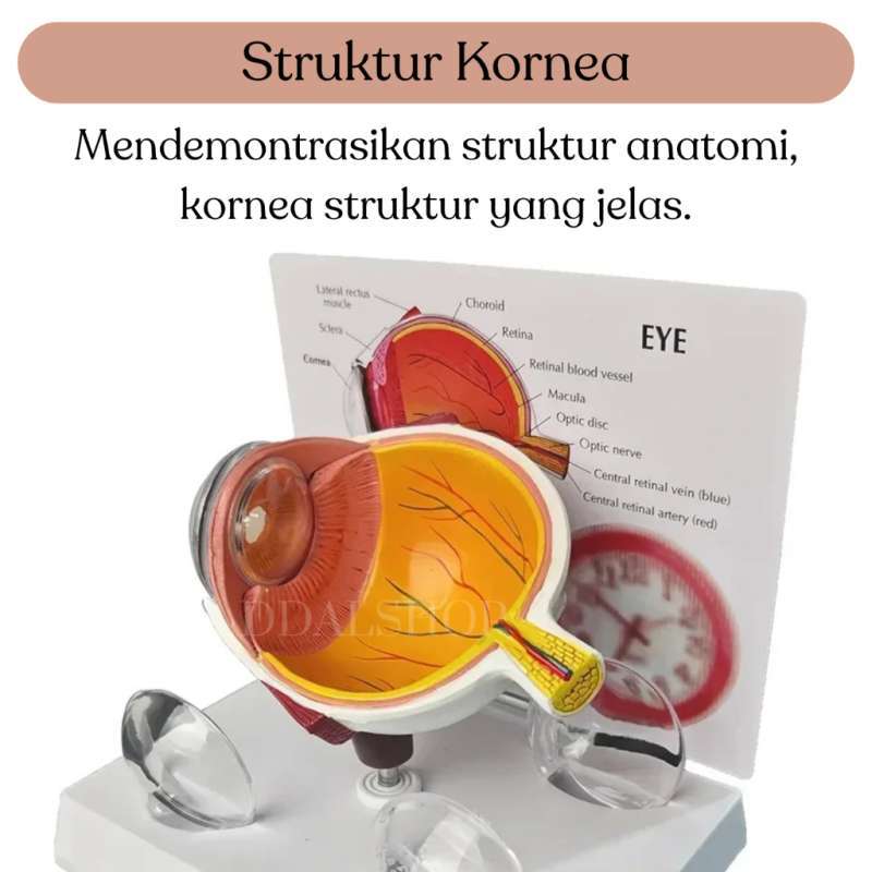 Jual Alat Peraga Model Anatomi Bola Mata Manusia Cornea Human Anatomy ...