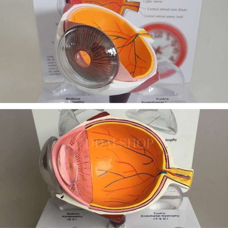 Jual Alat Peraga Model Anatomi Bola Mata Manusia Cornea Human Anatomy ...