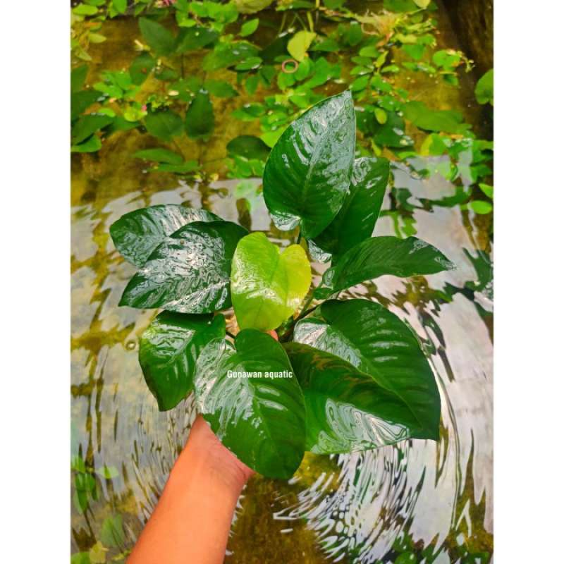 Jual Anubias Broadleaf Ukuran Besar Di Seller Aghanim - Cengkareng ...