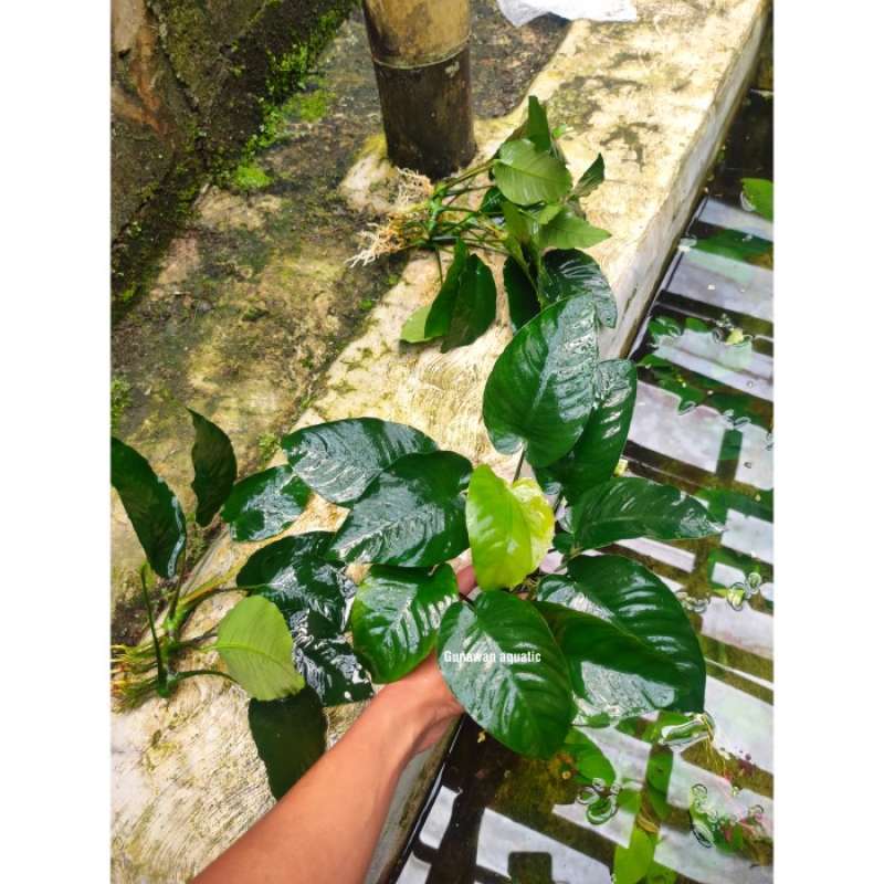 Jual Anubias Broadleaf Ukuran Besar Di Seller Aghanim - Cengkareng ...